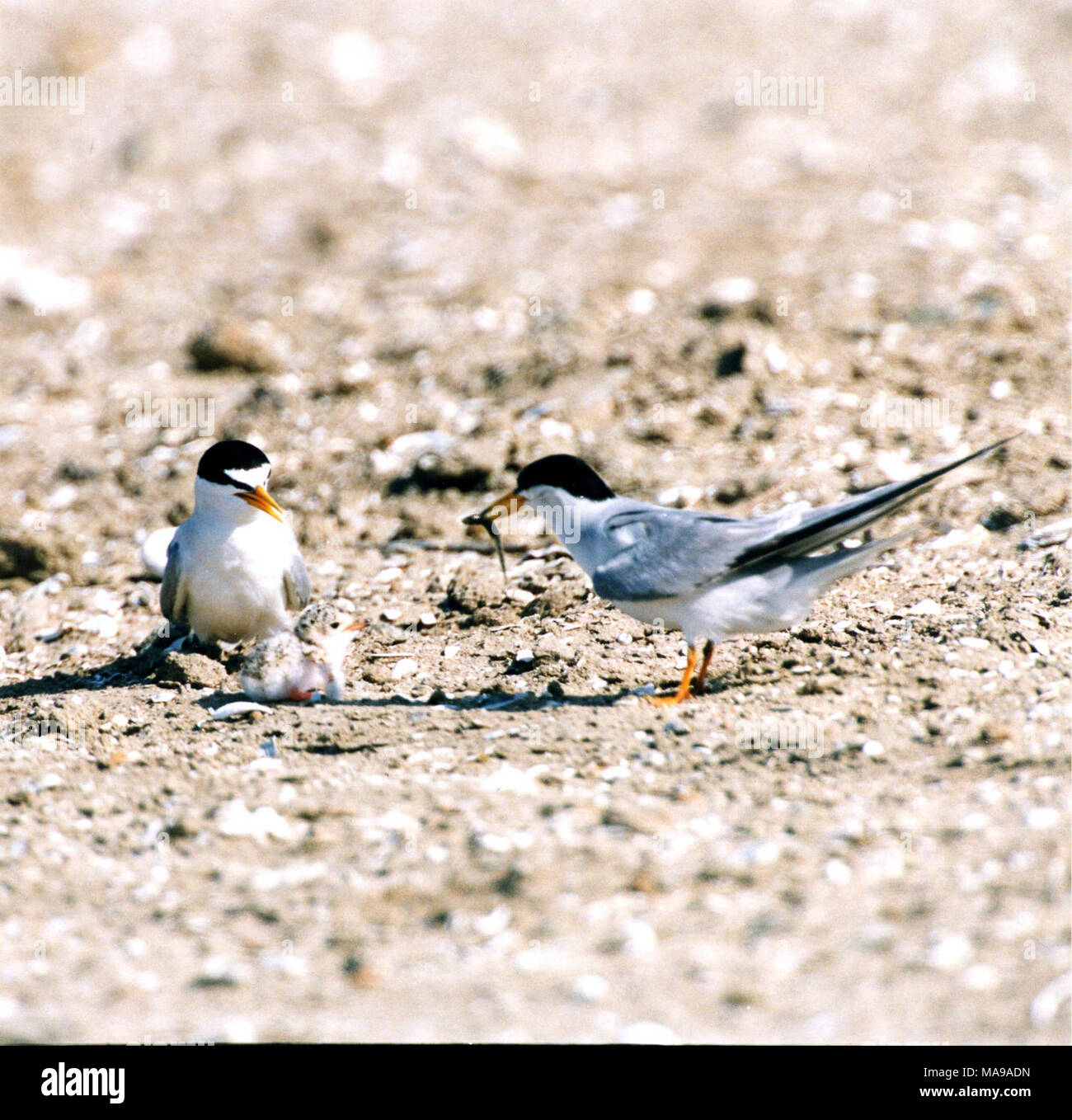 California Least tern pair feeding a banded chick Stock Photo - Alamy