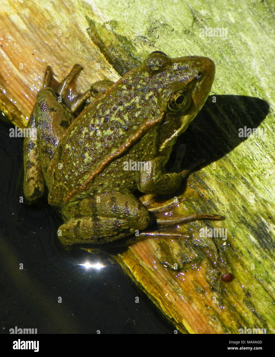 California Red Legged Frog Stock Photo - Alamy