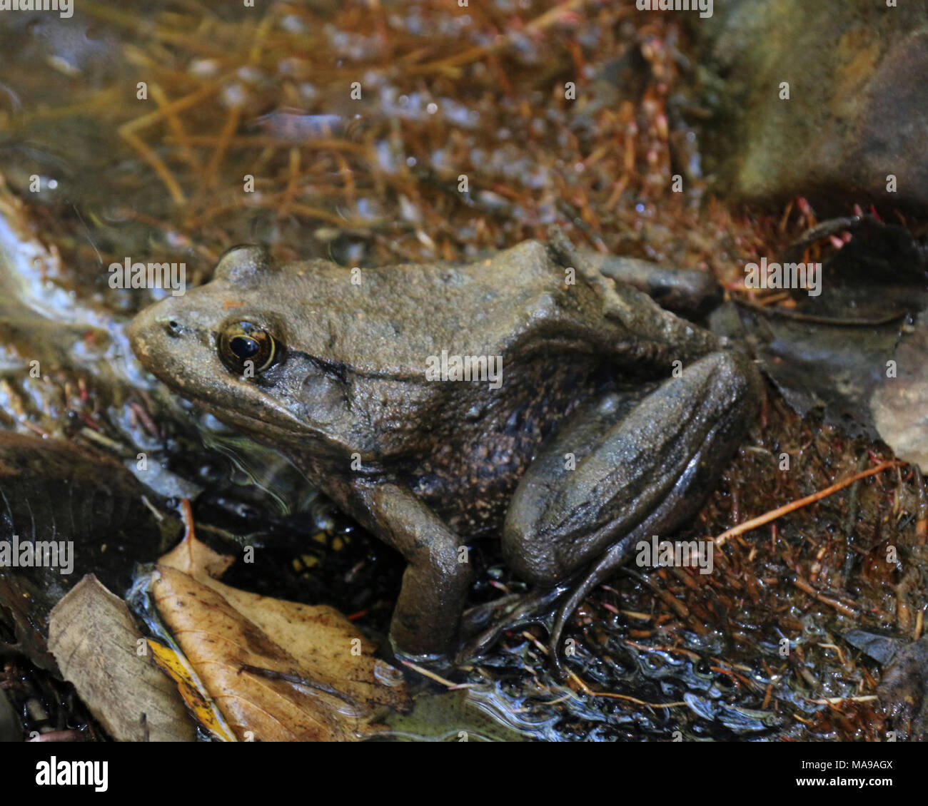 California red-legged frog Stock Photo - Alamy