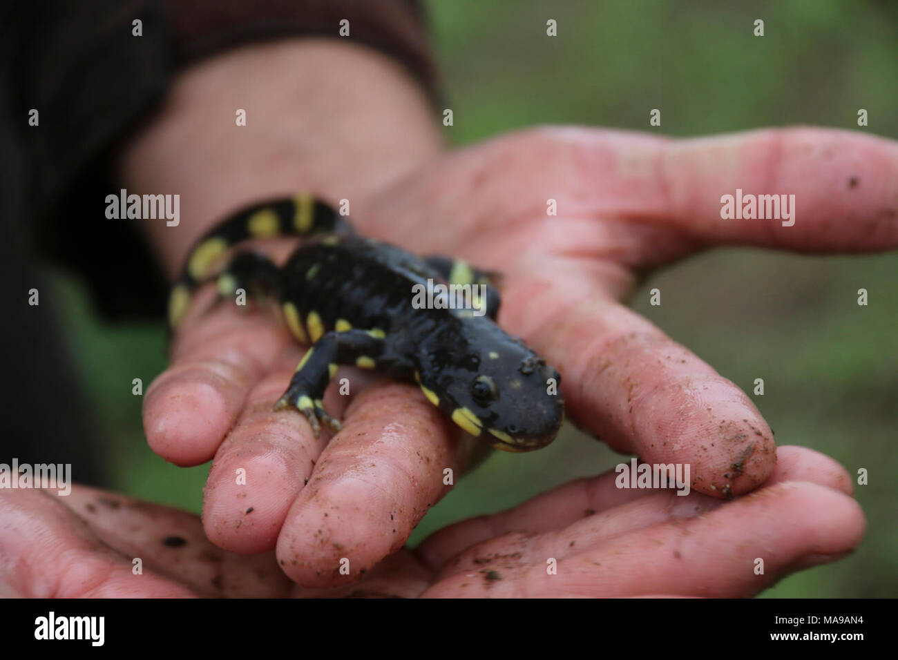 California tiger salamander. This female salamander was observed near ...