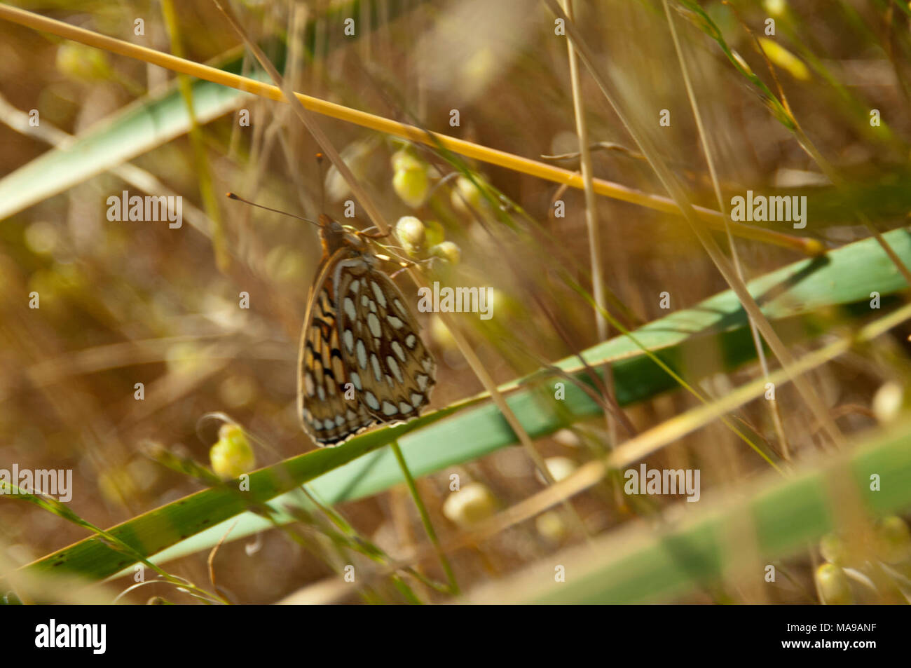 Callippe Silverspot Butterfly 1 Stock Photo - Alamy