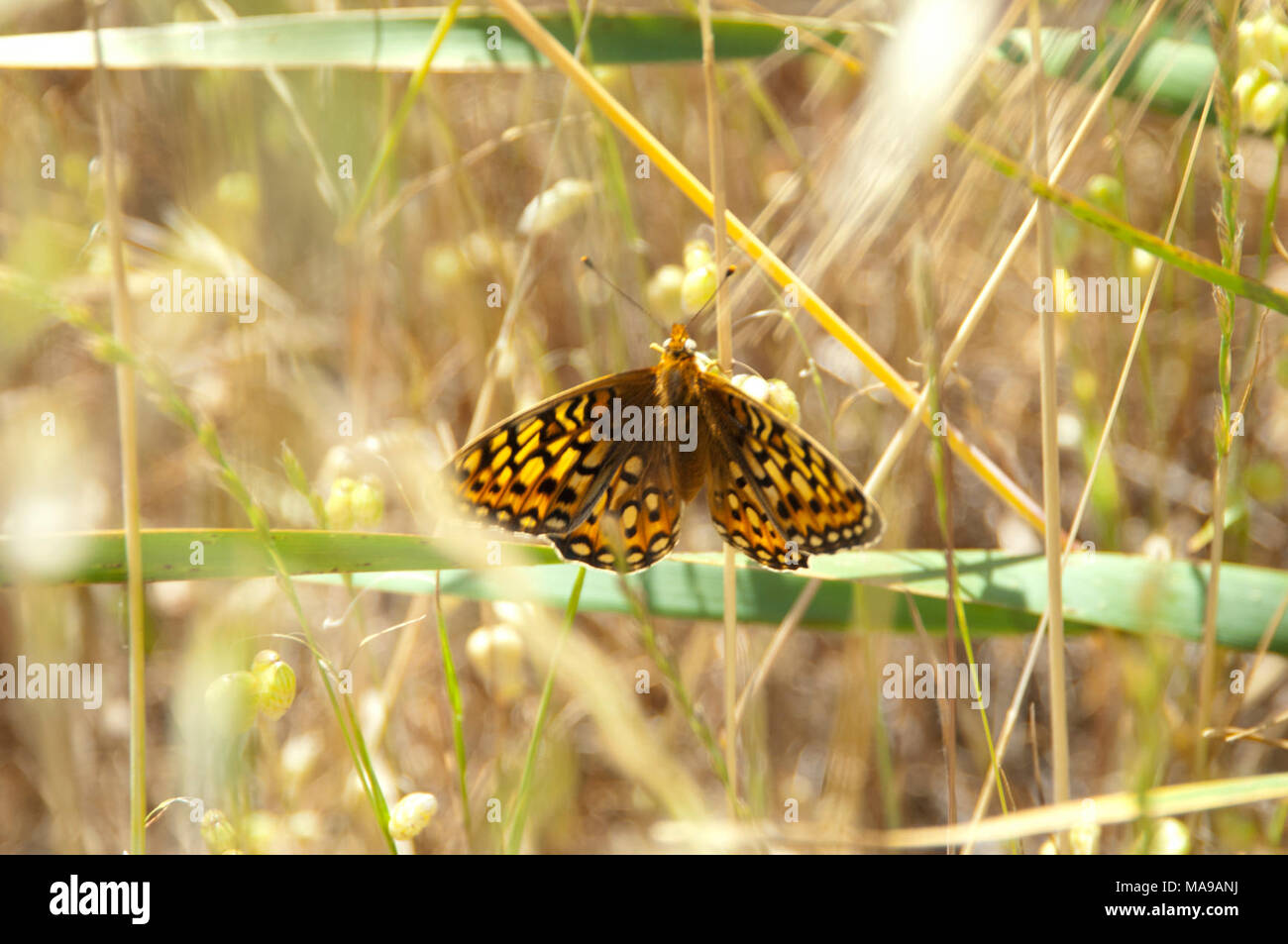 Callippe Silverspot Butterfly 2 Stock Photo - Alamy