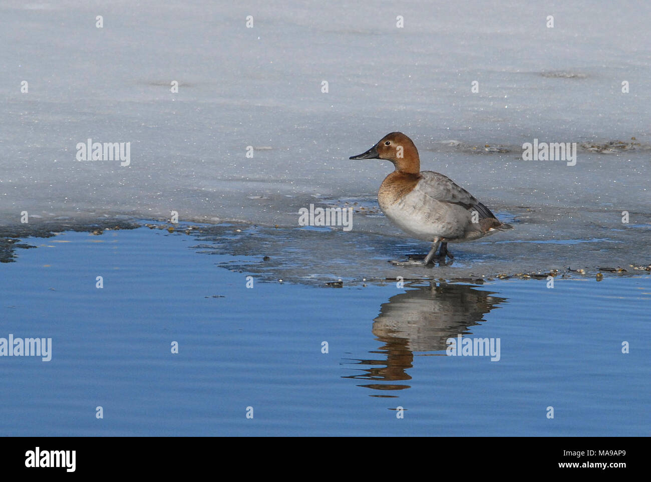 Female canvasback hi-res stock photography and images - Alamy