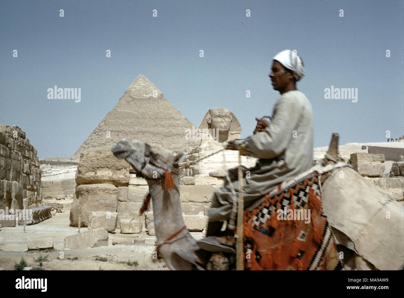 An Egyptian man rides a camel past the Great Sphinx of Giza, Giza ...