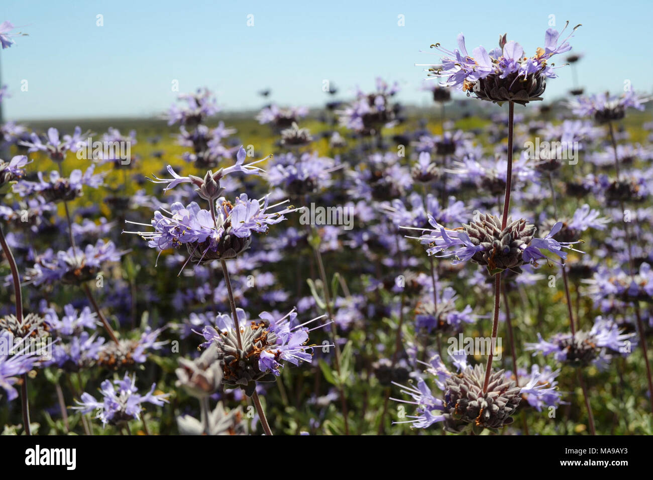 Cleveland sage (Salvia clevelandii). A bee's-eye-view, taken at the ...