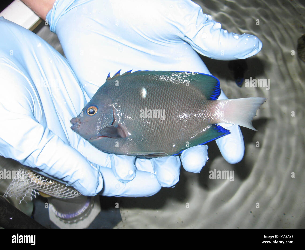 Clipperton atoll hi-res stock photography and images - Alamy