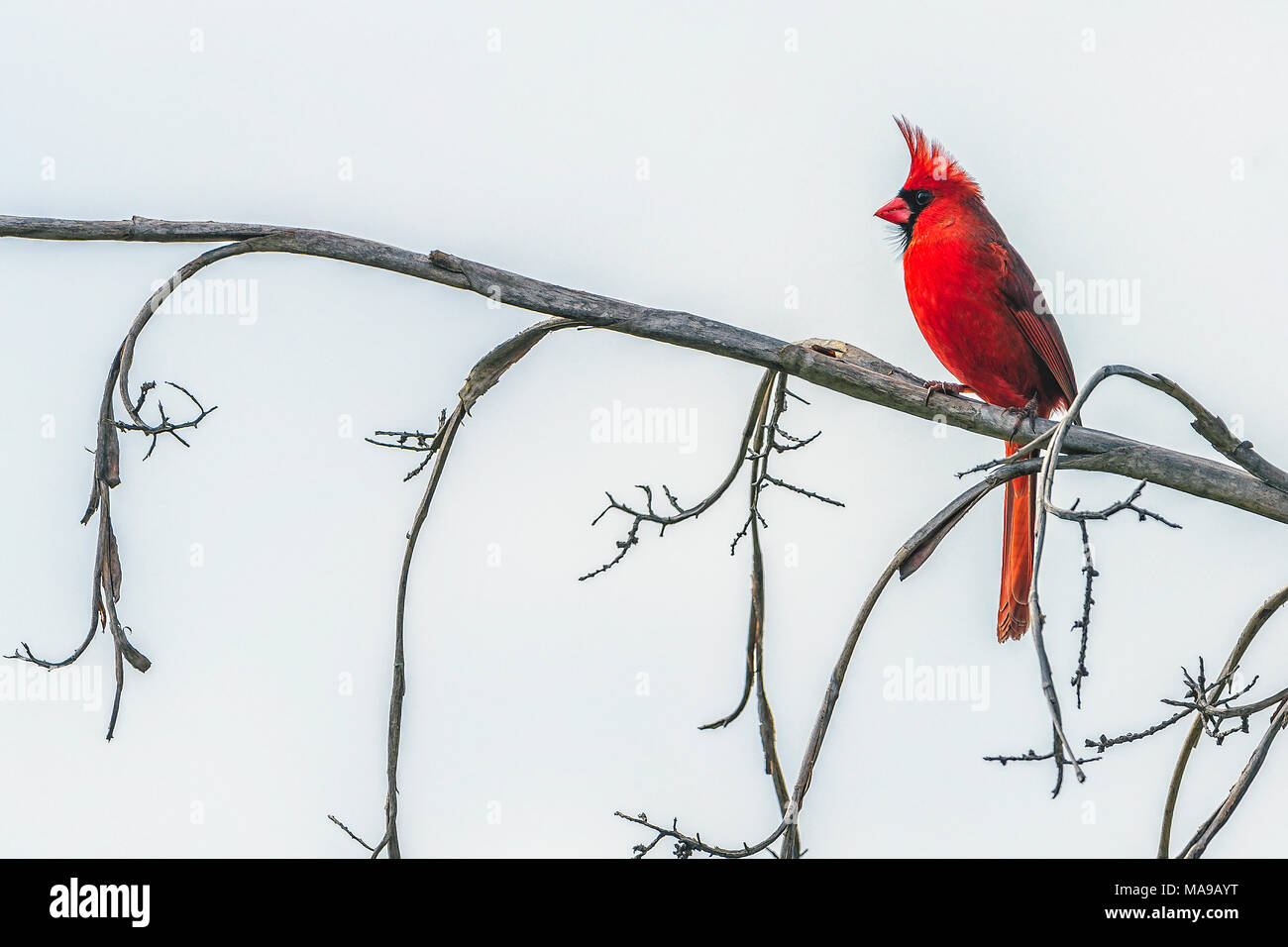 Cardinal graphic hi-res stock photography and images - Alamy