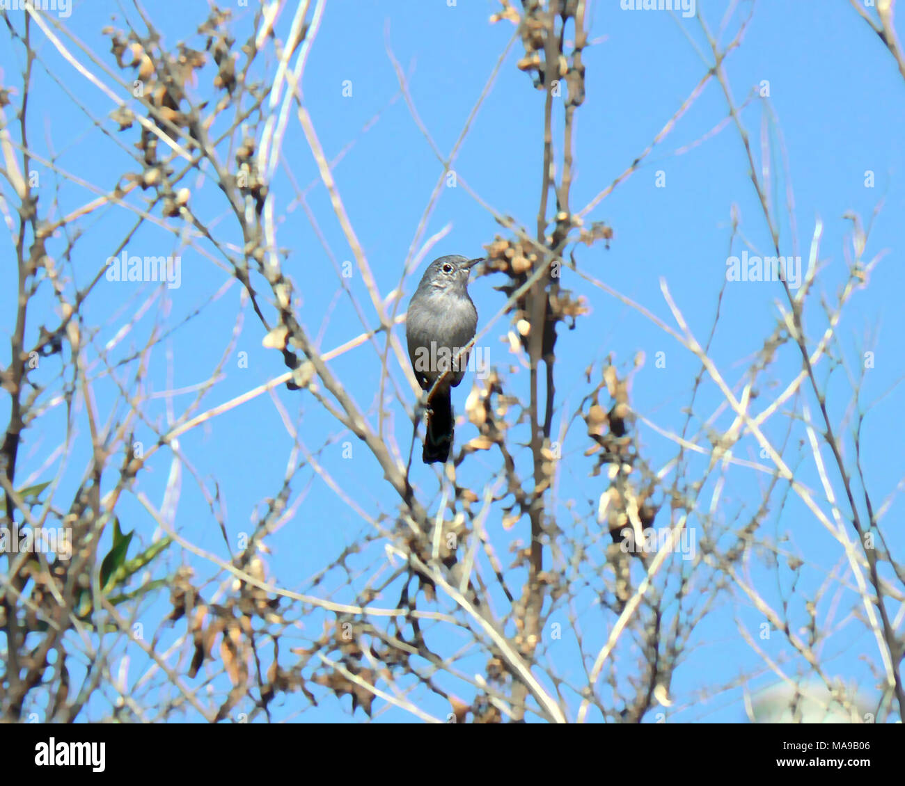 Coastal california gnatcatcher hi-res stock photography and images - Alamy