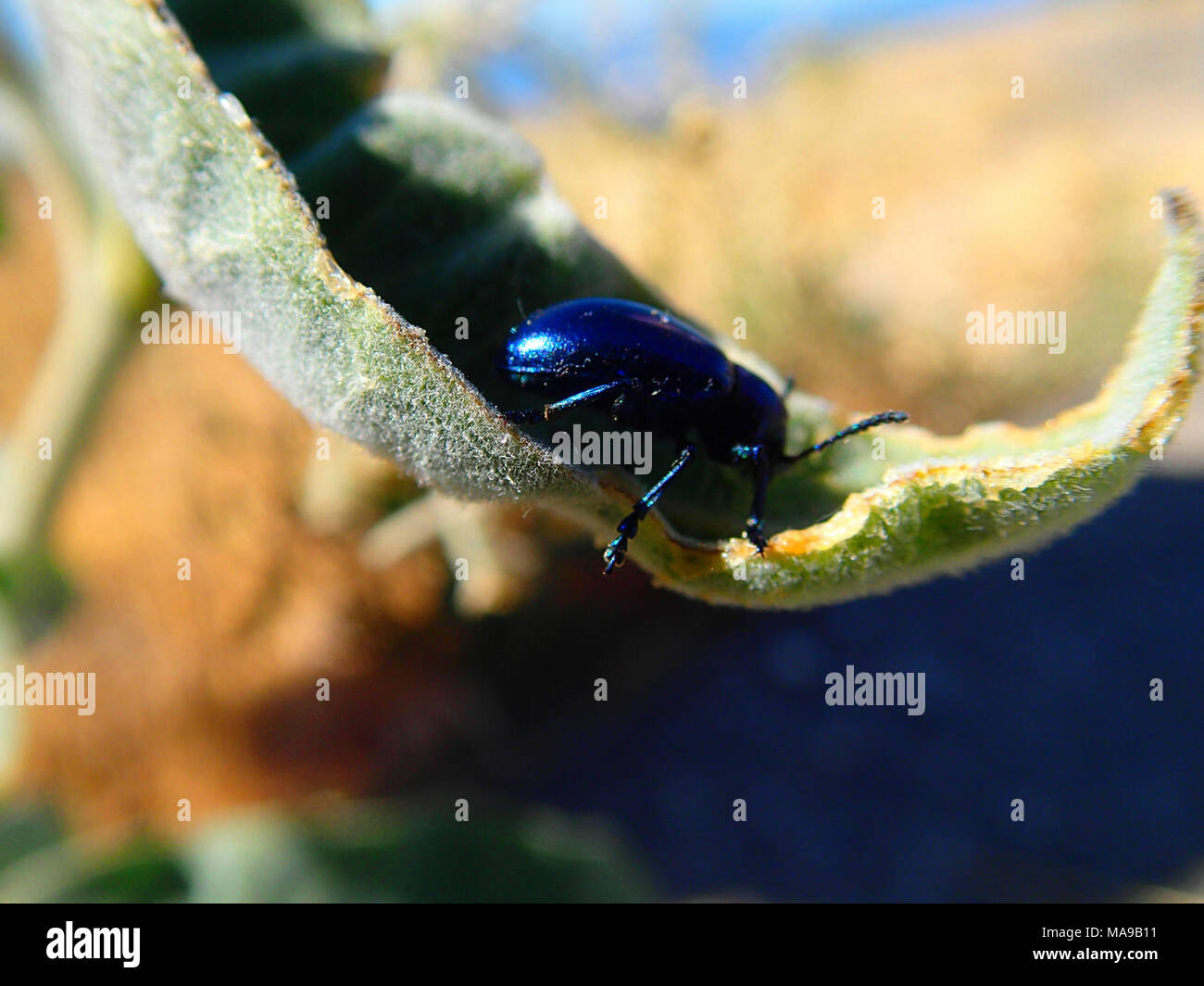 Cobalt milkweed beetle. A cobalt milkweed beetle methodically chews ...