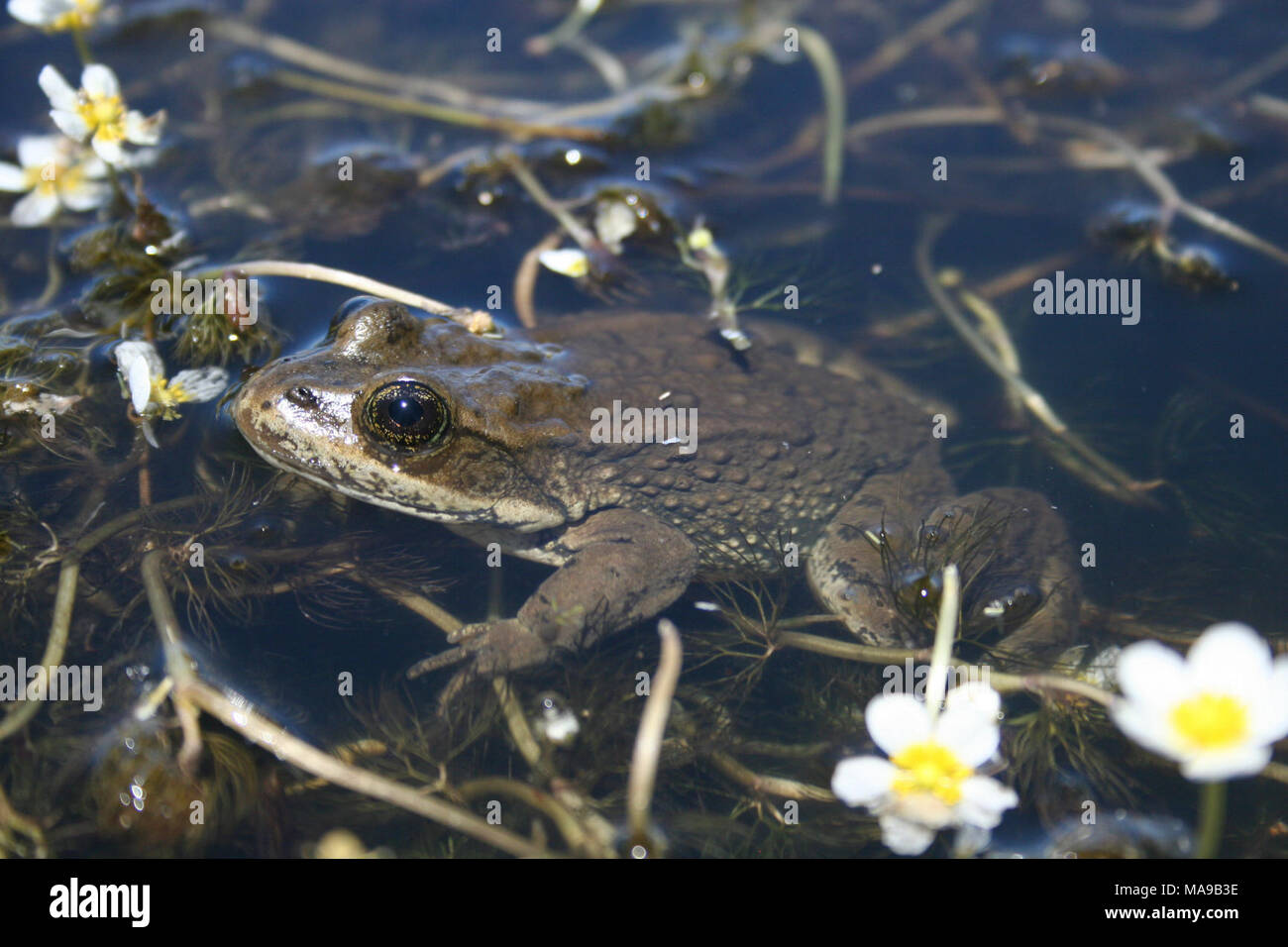 Twin falls idaho wildlife hi-res stock photography and images - Alamy
