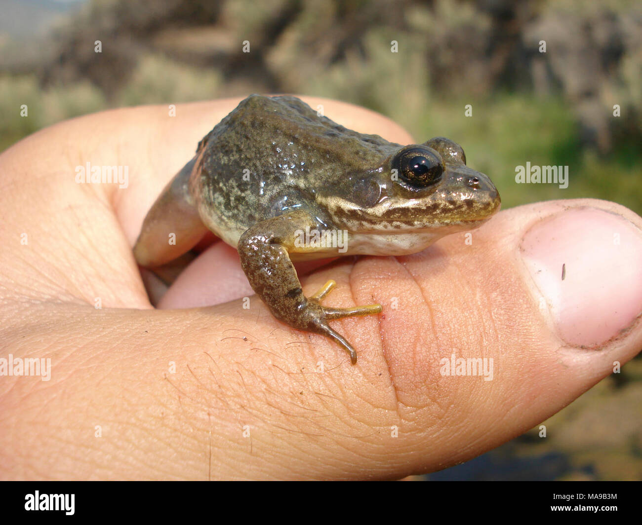 Oregon Spotted Frog High Resolution Stock Photography and Images - Alamy
