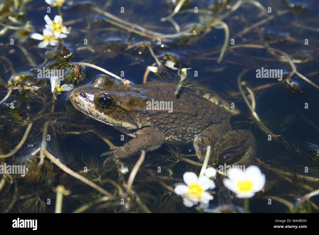 Oregon Spotted Frog High Resolution Stock Photography and Images - Alamy