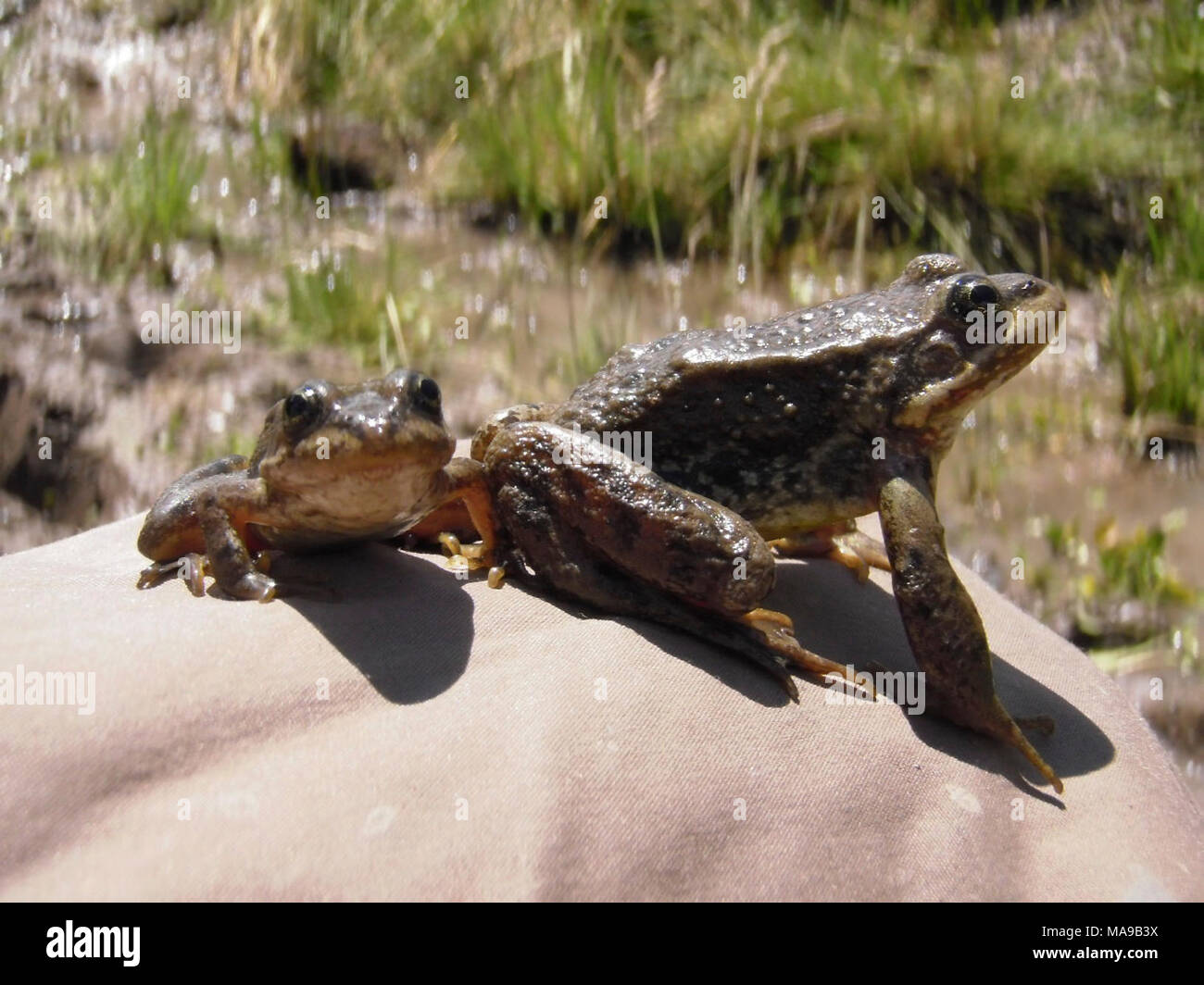 Oregon spotted frog hi-res stock photography and images - Alamy