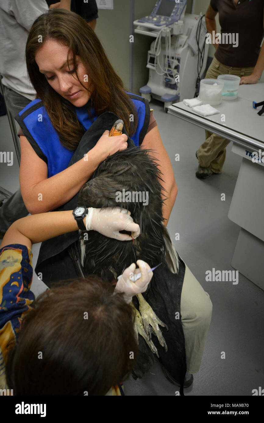 Condor preservation hi-res stock photography and images - Alamy