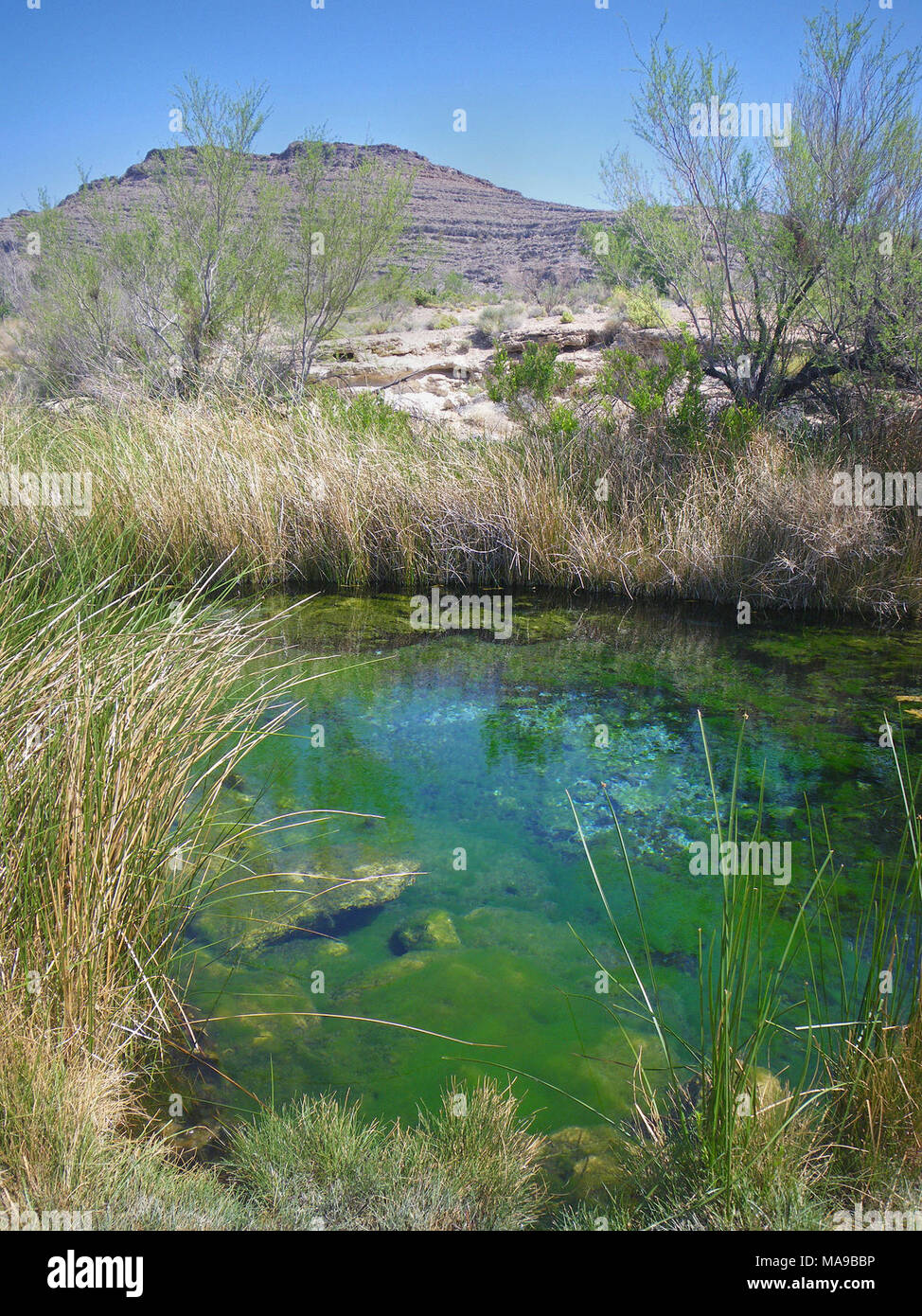 Ash Meadows National Refuge High Resolution Stock Photography and ...