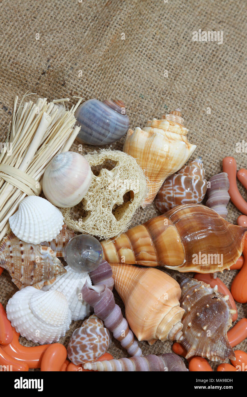 Sea shells decorative background arranged on the bottom of beige sand ...