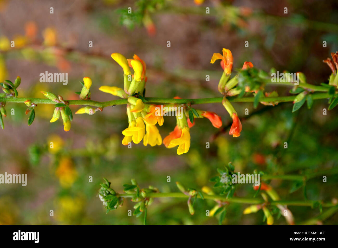 Deer weed hi-res stock photography and images - Alamy