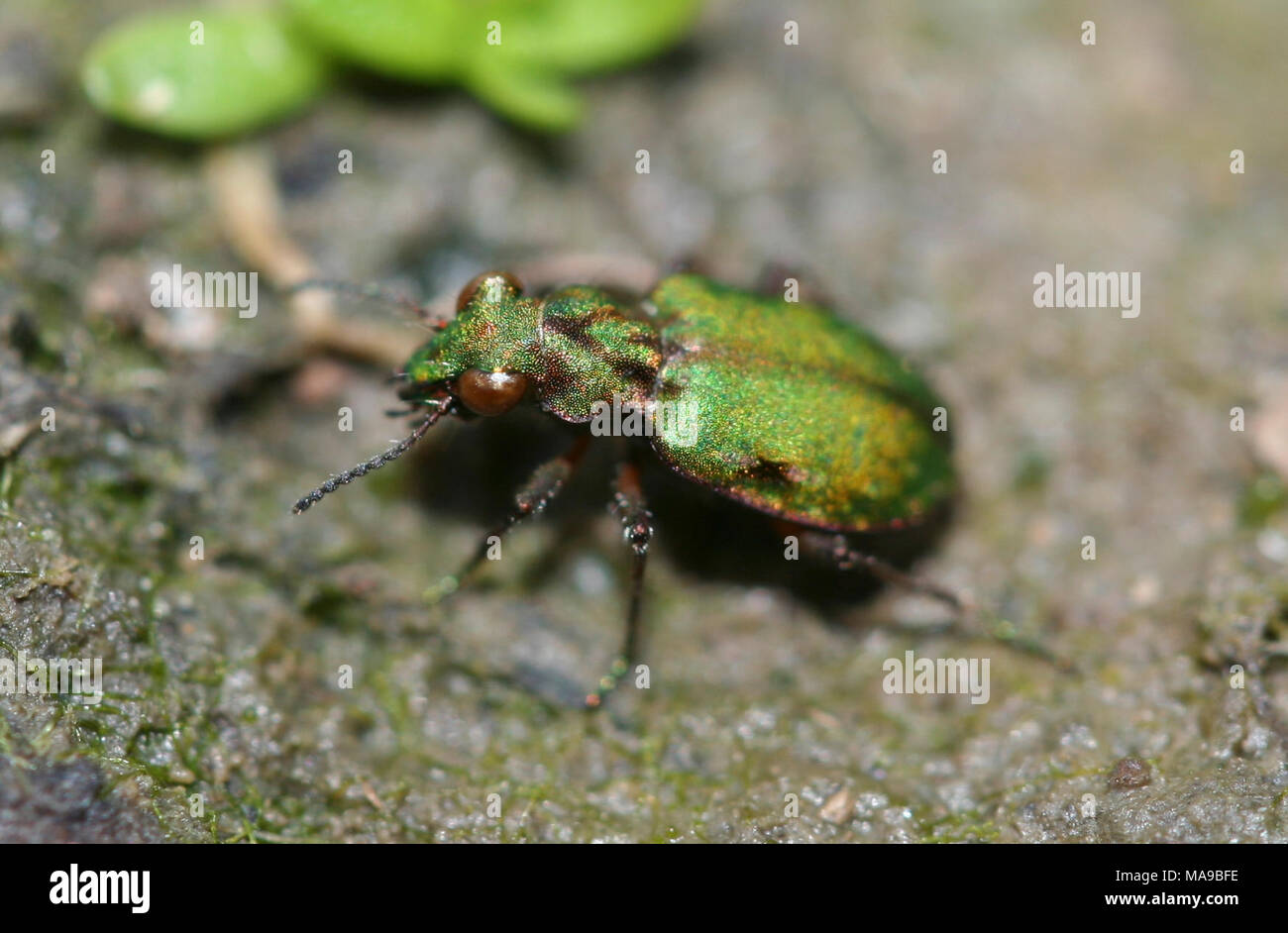Delta Green ground beetle Stock Photo - Alamy