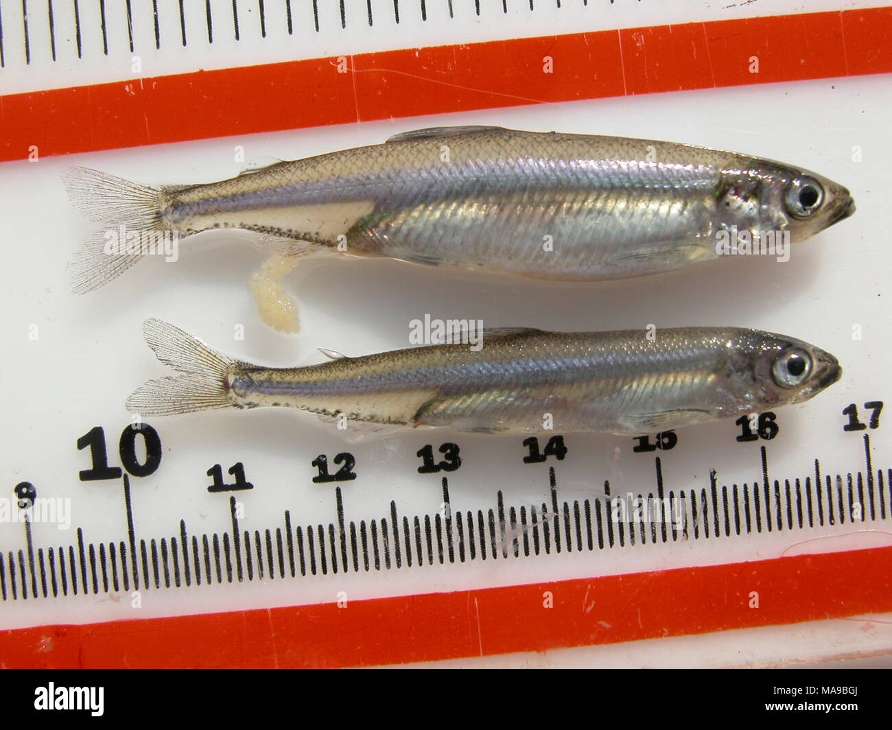 Delta Smelt comparison. Delta Smelt size comparison Stock Photo - Alamy
