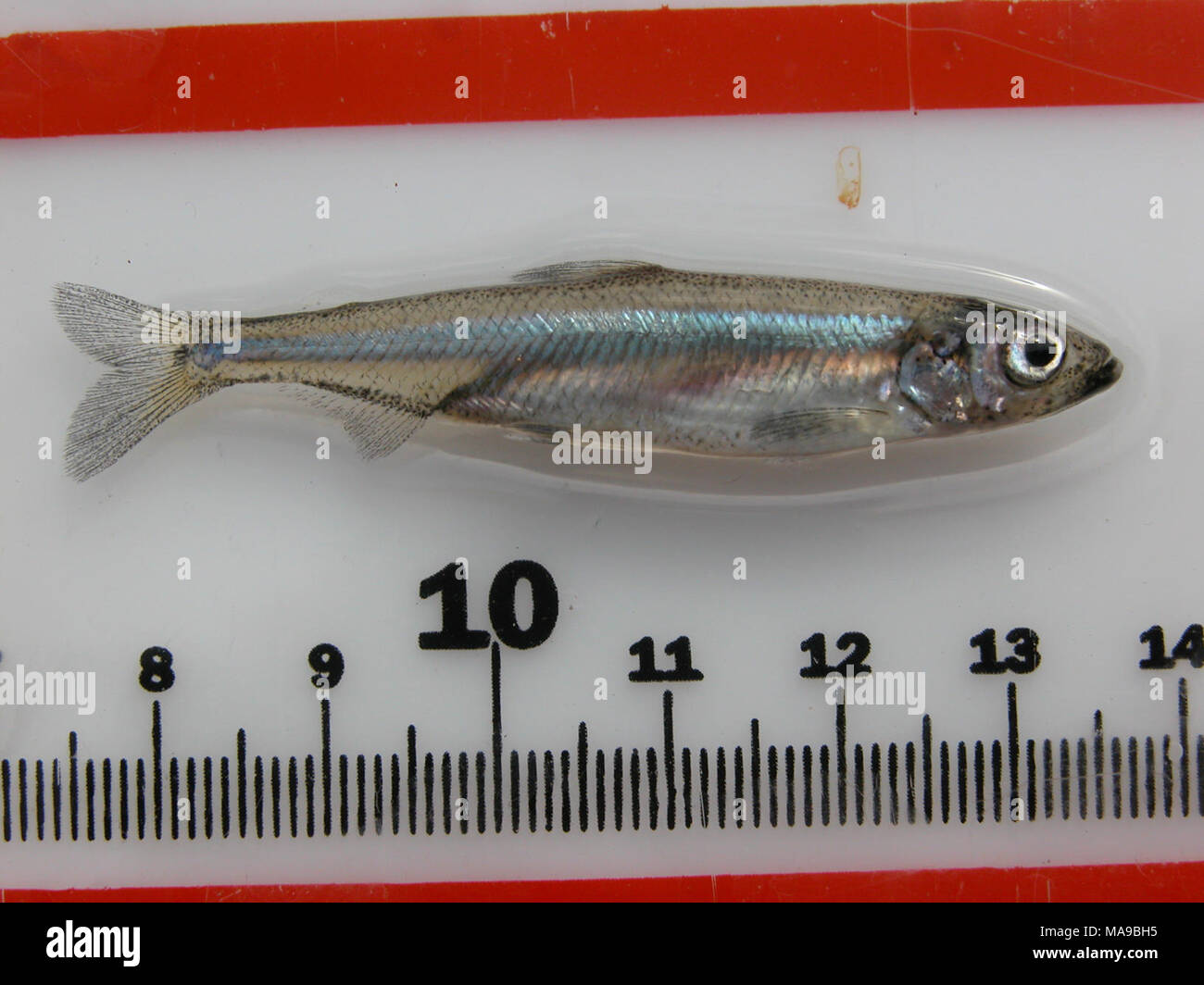 Delta smelt hi-res stock photography and images - Alamy