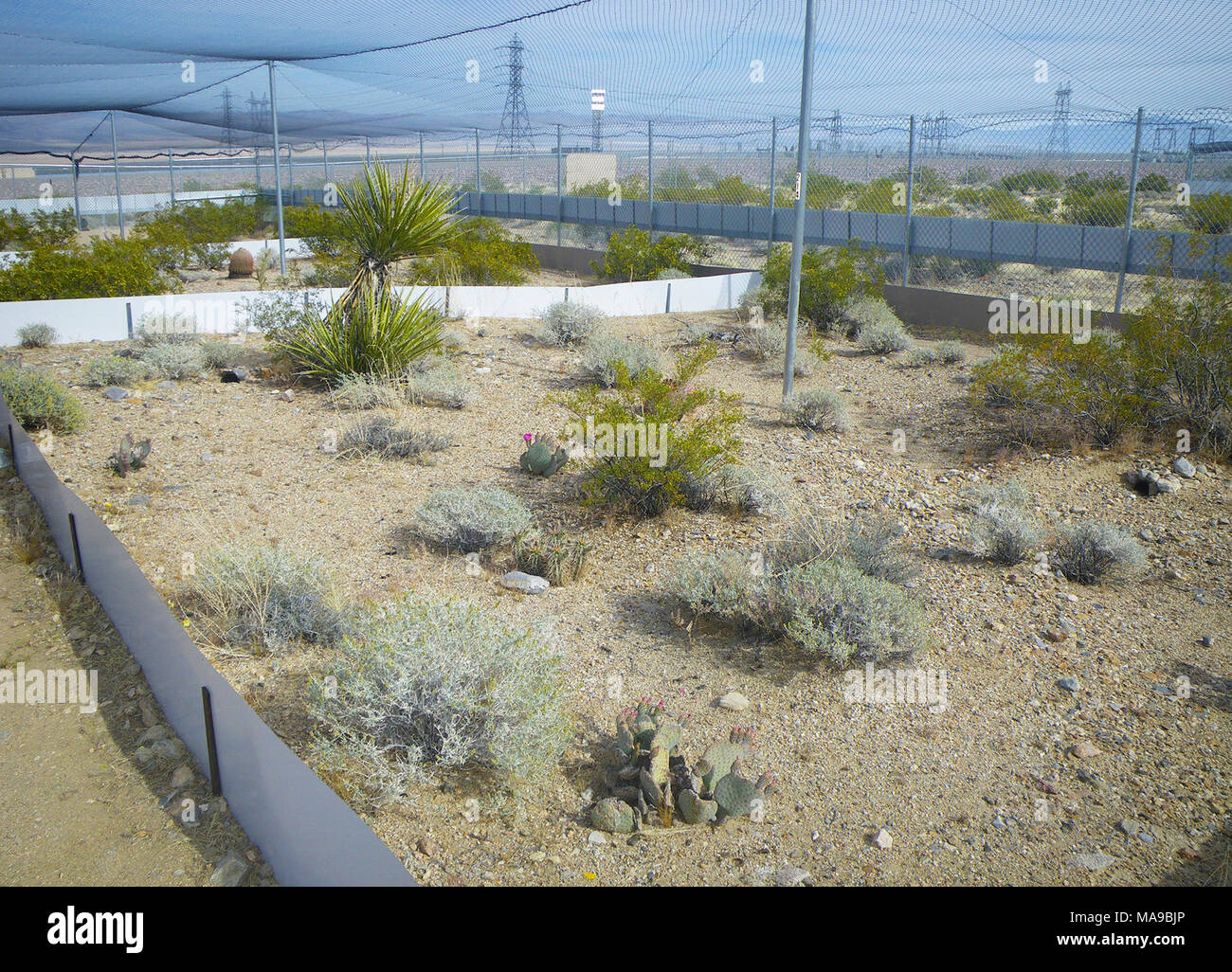 Desert Tortoise Enclosure at Ivanpah Solar Electricity Generating Plant ...