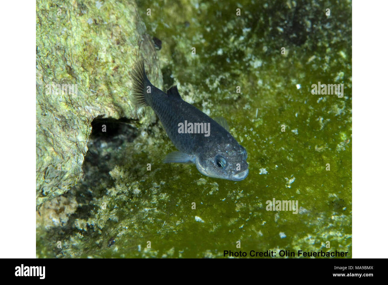 Devil's Hole pupfish Stock Photo - Alamy