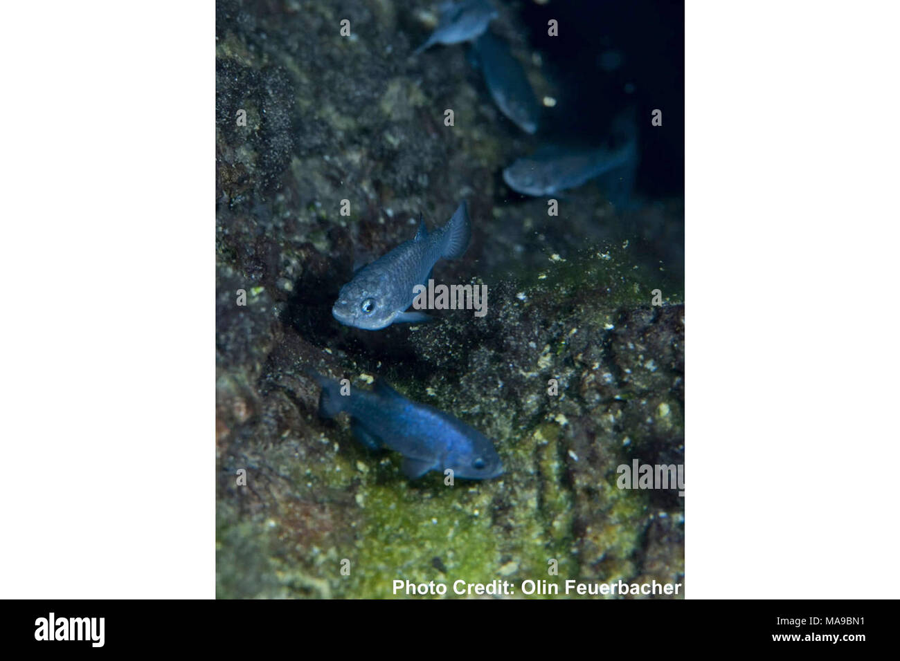 Devil's Hole pupfish Stock Photo - Alamy