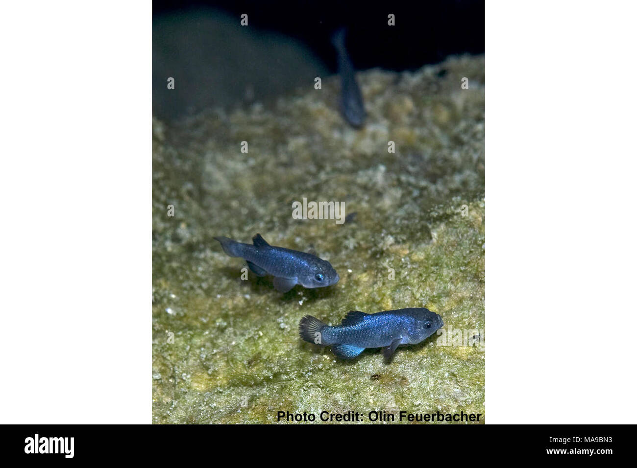 Devil's Hole pupfish Stock Photo - Alamy