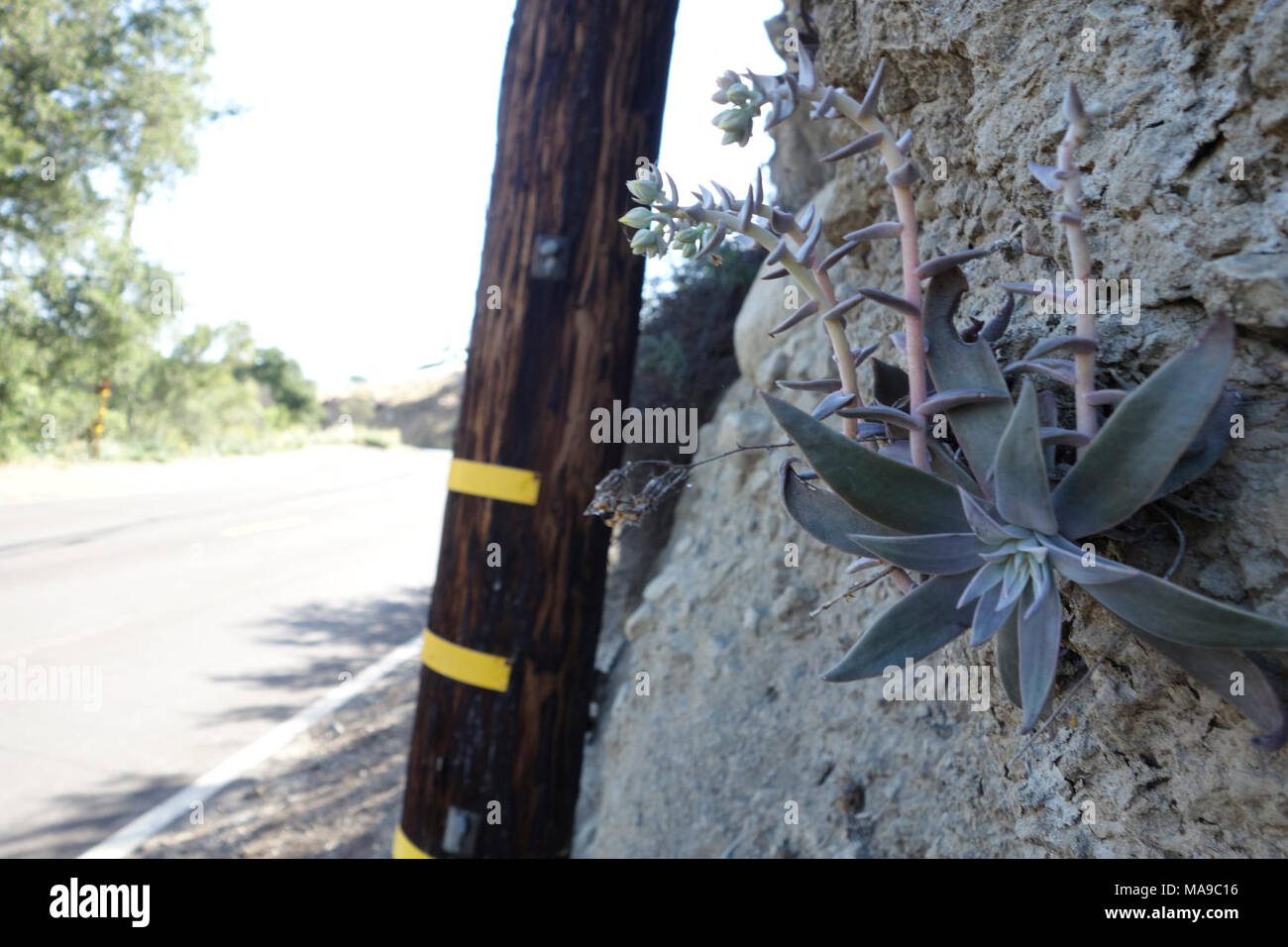 Endangered plant species hi-res stock photography and images - Alamy