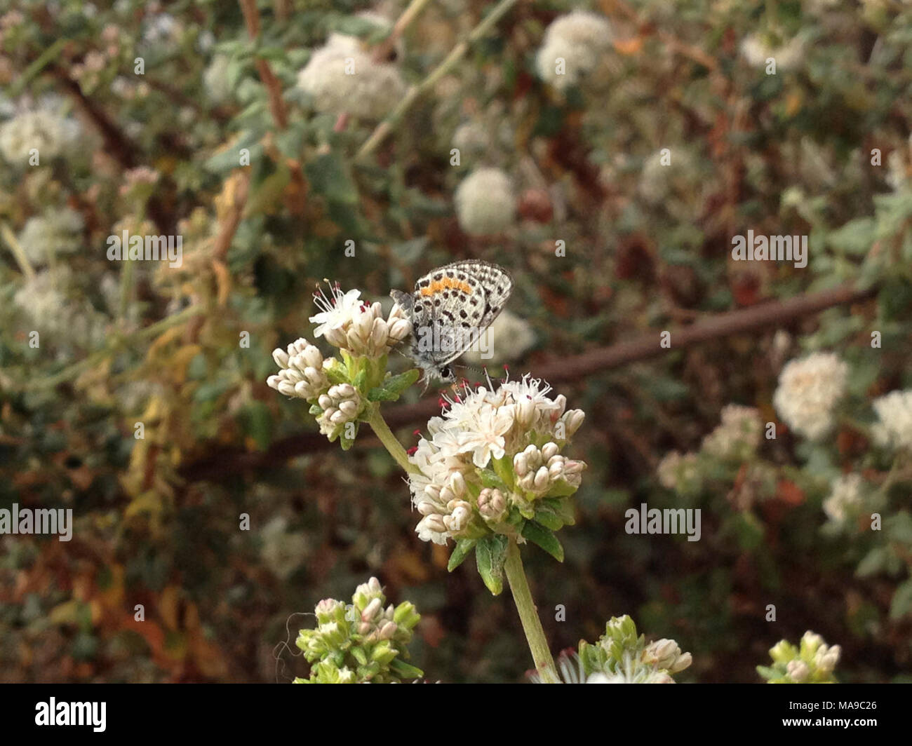 El Segundo blue butterfly (Euphilotes battoides allyni). A federally ...