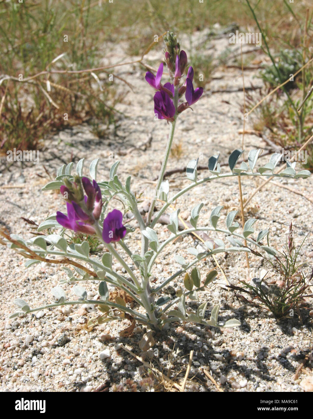 Violet margins hi-res stock photography and images - Alamy