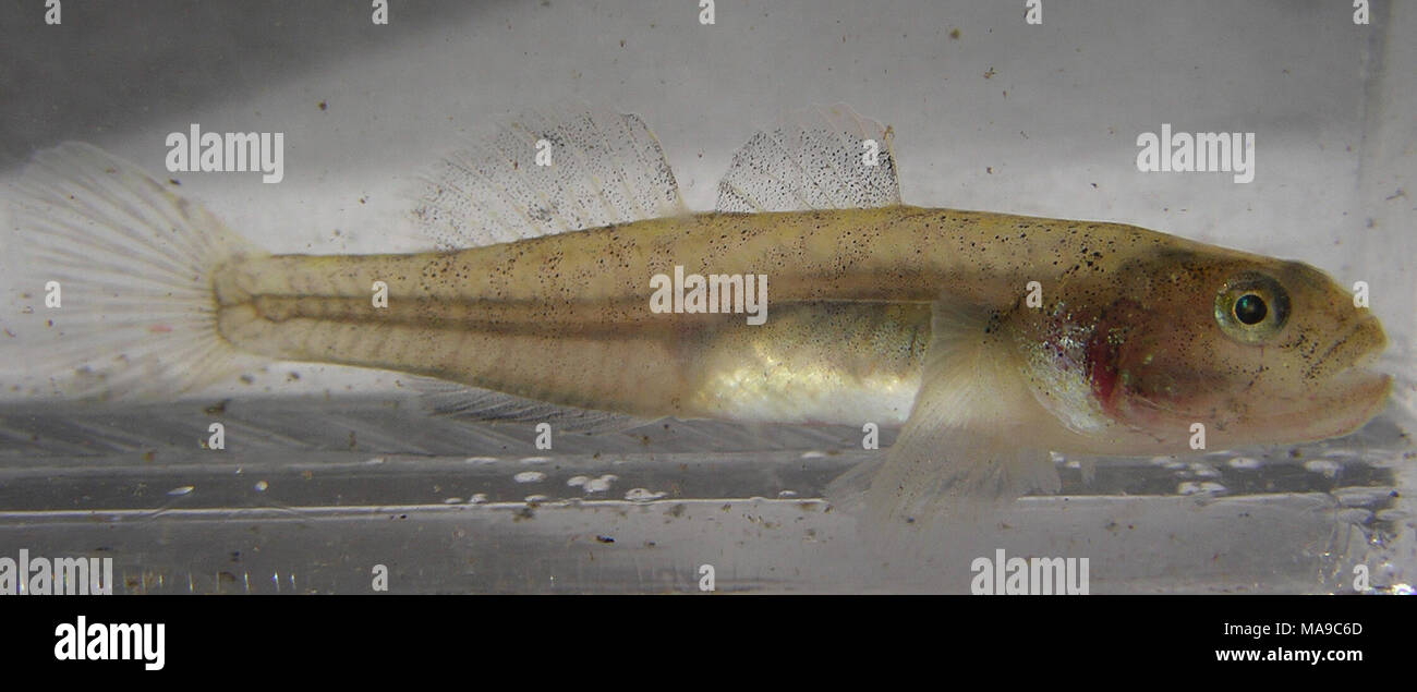 Federally endangered tidewater goby. Prior to the lagoon breach, the U ...