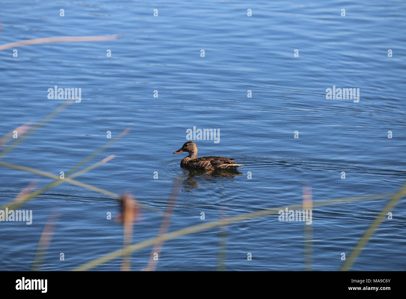 Female mallard. Students from Anacapa Middle School joined FWS ...