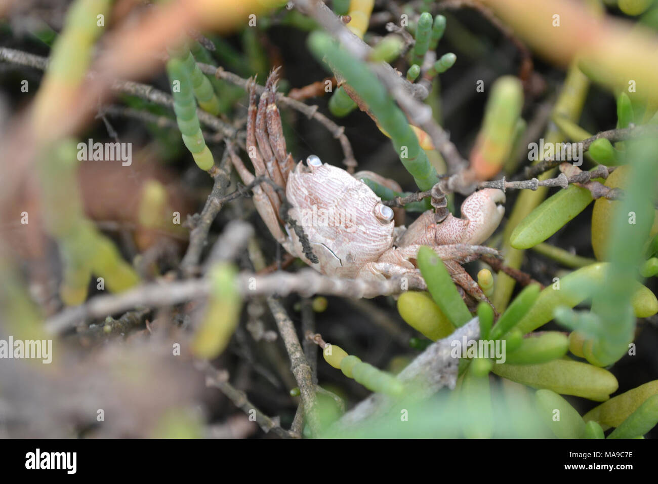 Fiddler crab exoskeleton shedding within the marsh. A bird might get a ...
