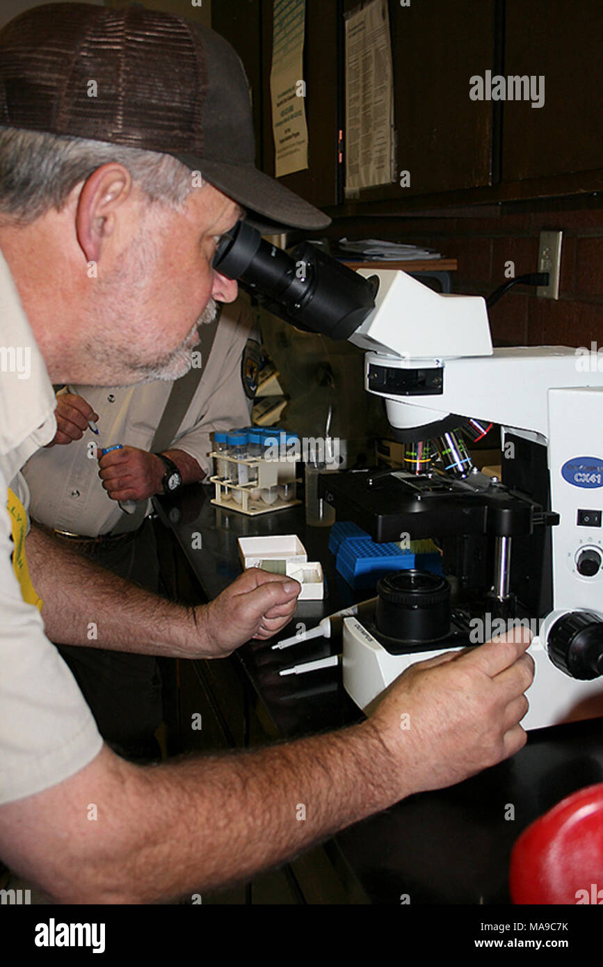 Fish Biologist analyzing milt count. Al Duncan uses a microscope to ...