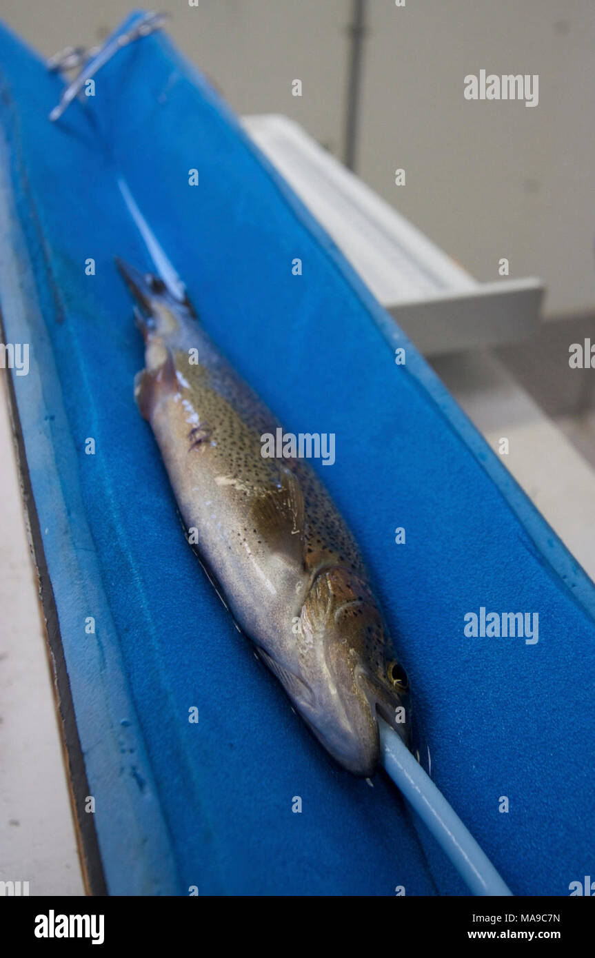 Fish In Tray Post Surgery. Steelhead With Sutures And Irrigation A ...