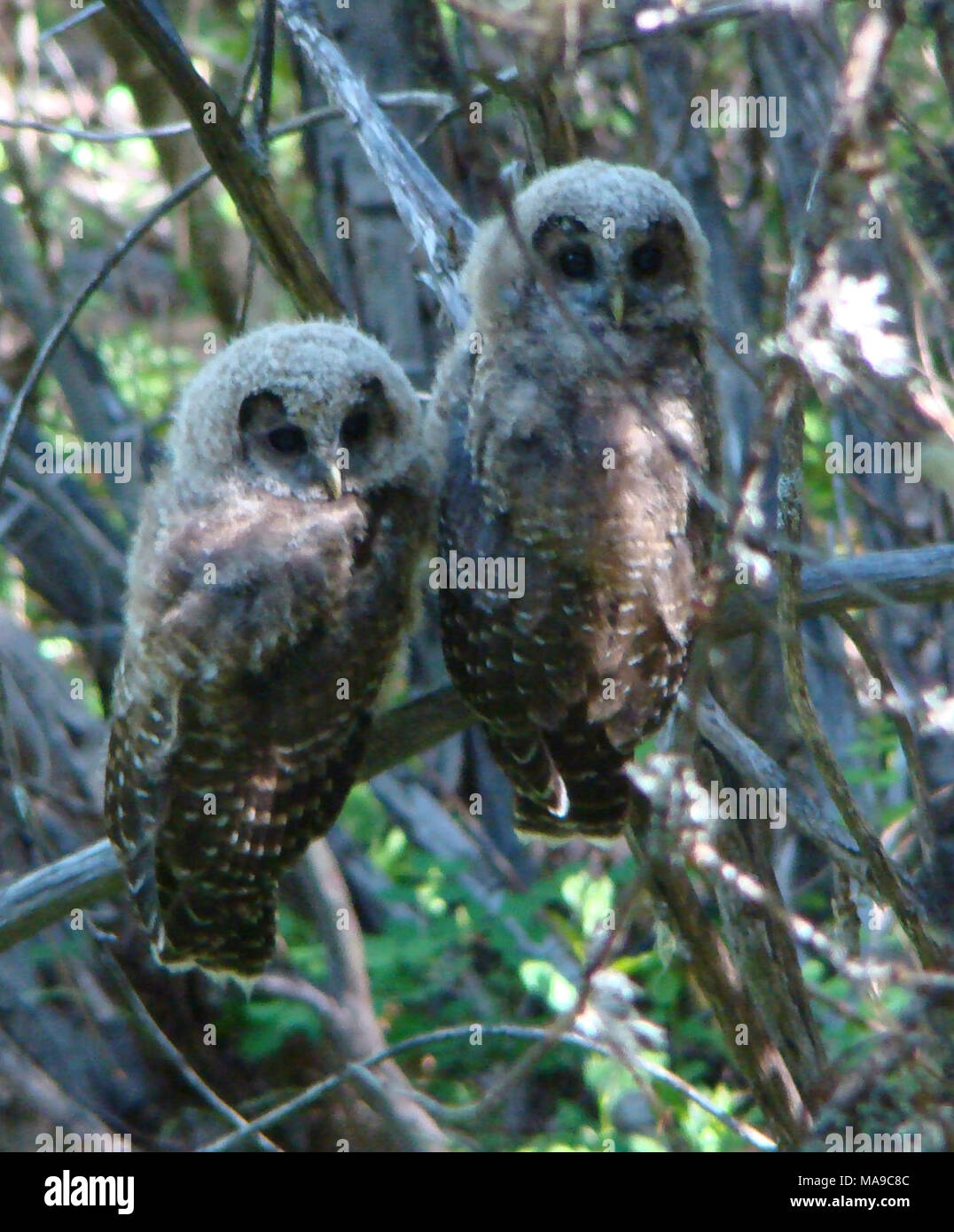 Northern spotted owl pair hi-res stock photography and images - Alamy