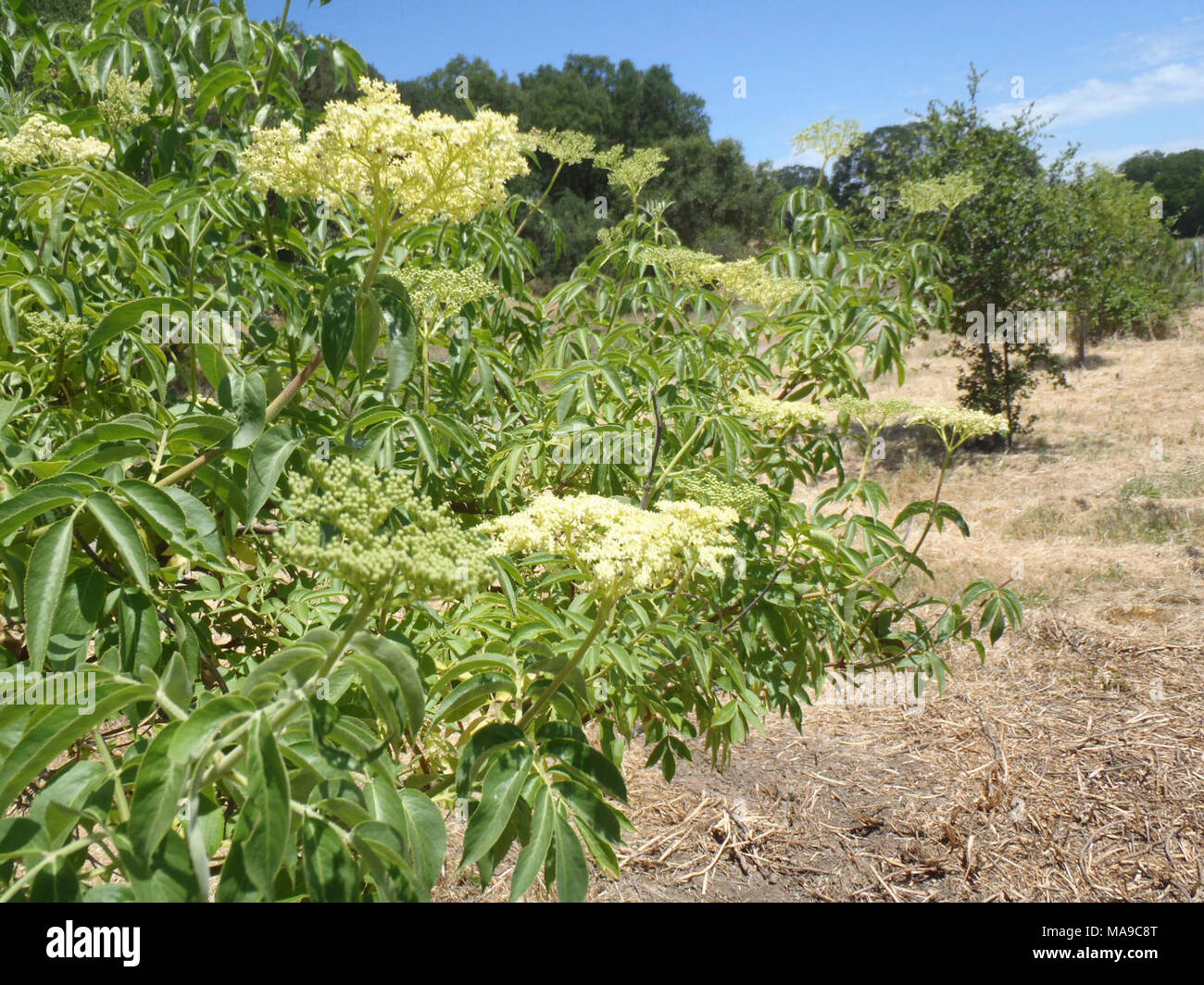 Valley elderberry long horned beetle hi-res stock photography and ...