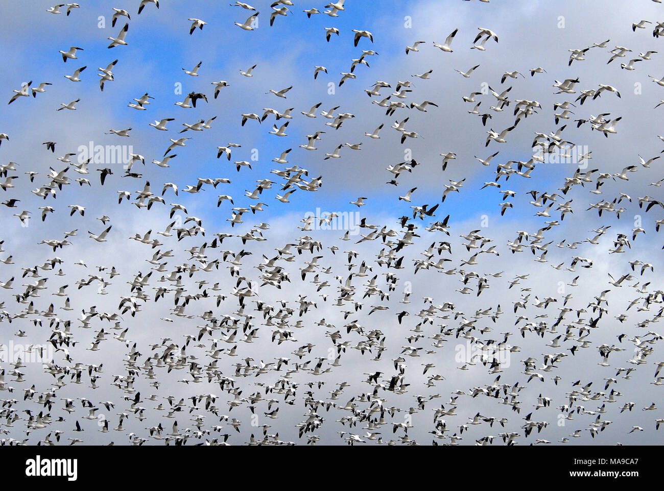 Geese during migration Stock Photo - Alamy