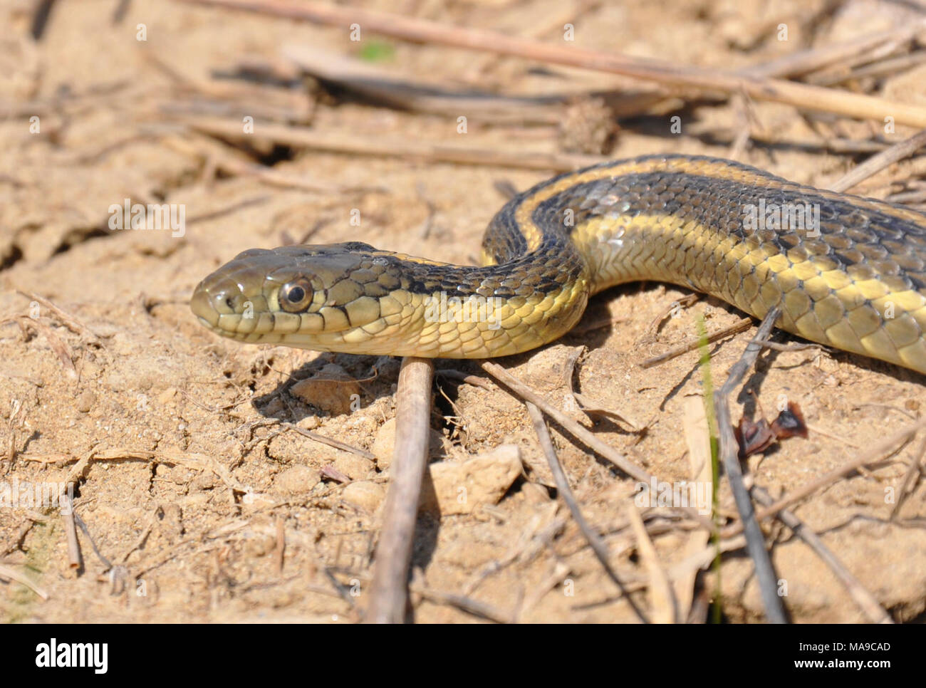World largest snake hi-res stock photography and images - Alamy