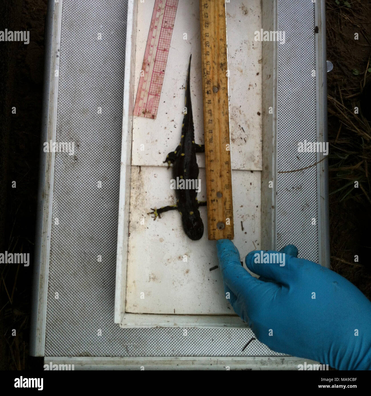 Long toed salamanders hi-res stock photography and images - Alamy