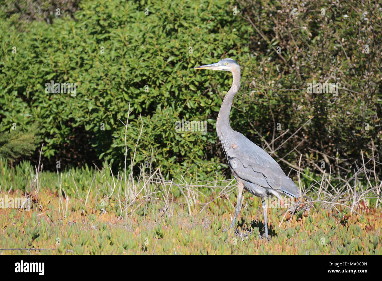 Great blue heron. Students from Anacapa Middle School joined FWS ...