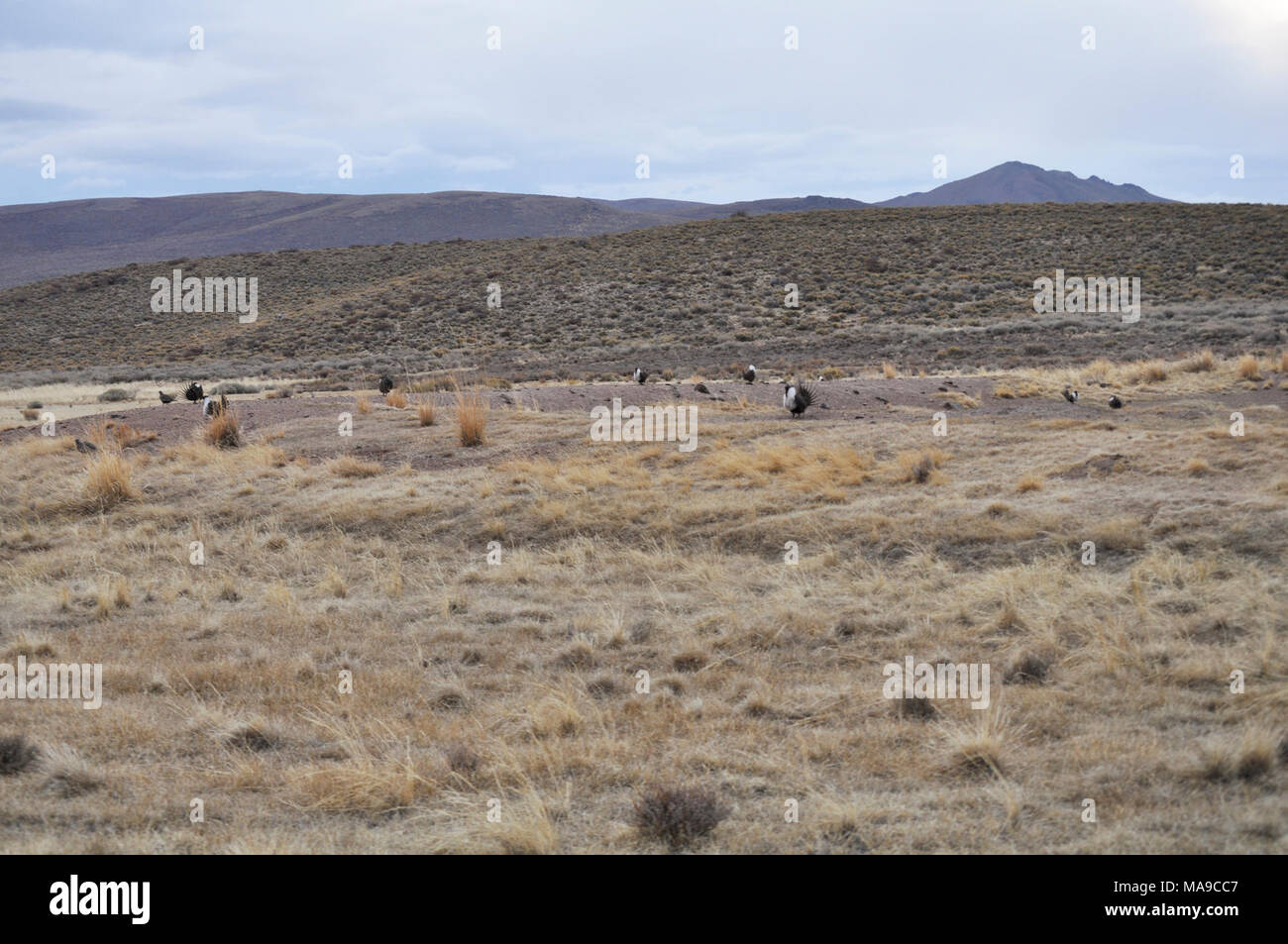 Greater Sage-Grouse Lek. Greater sage-grouse lek near Bodie, California ...