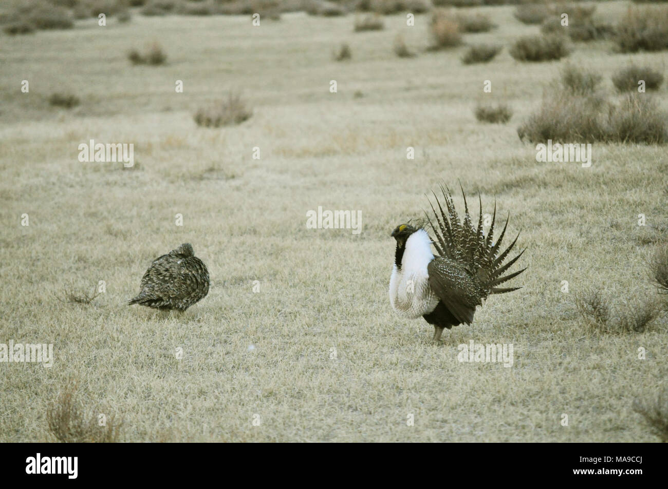 Greater Sage-Grouse. Male greater sage-grouse struts for female at lek ...