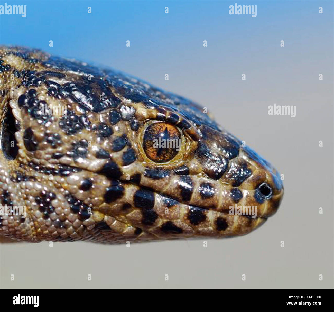 Island Night Lizard. The island night lizard (Xantusia riversiana ...