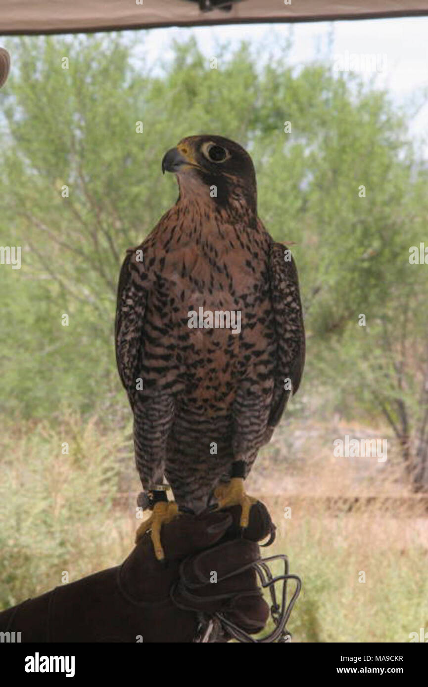 Peregrine gyr falcon hi-res stock photography and images - Alamy