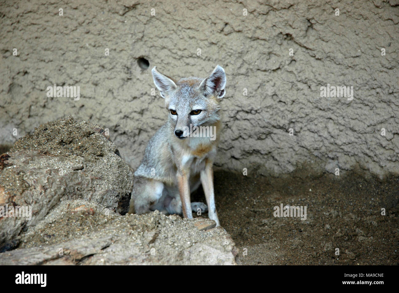 Kit Fox. The Kit Fox is a species protected by the Santa Clara Valley ...