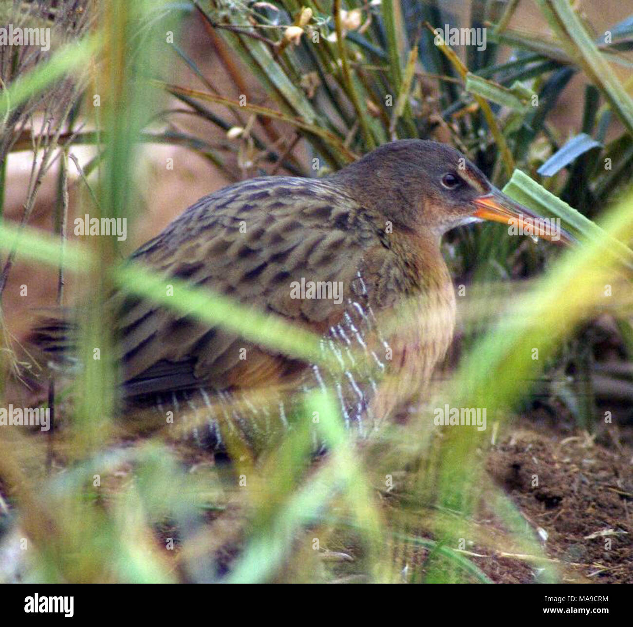 Light-footed Clapper-rail Stock Photo - Alamy