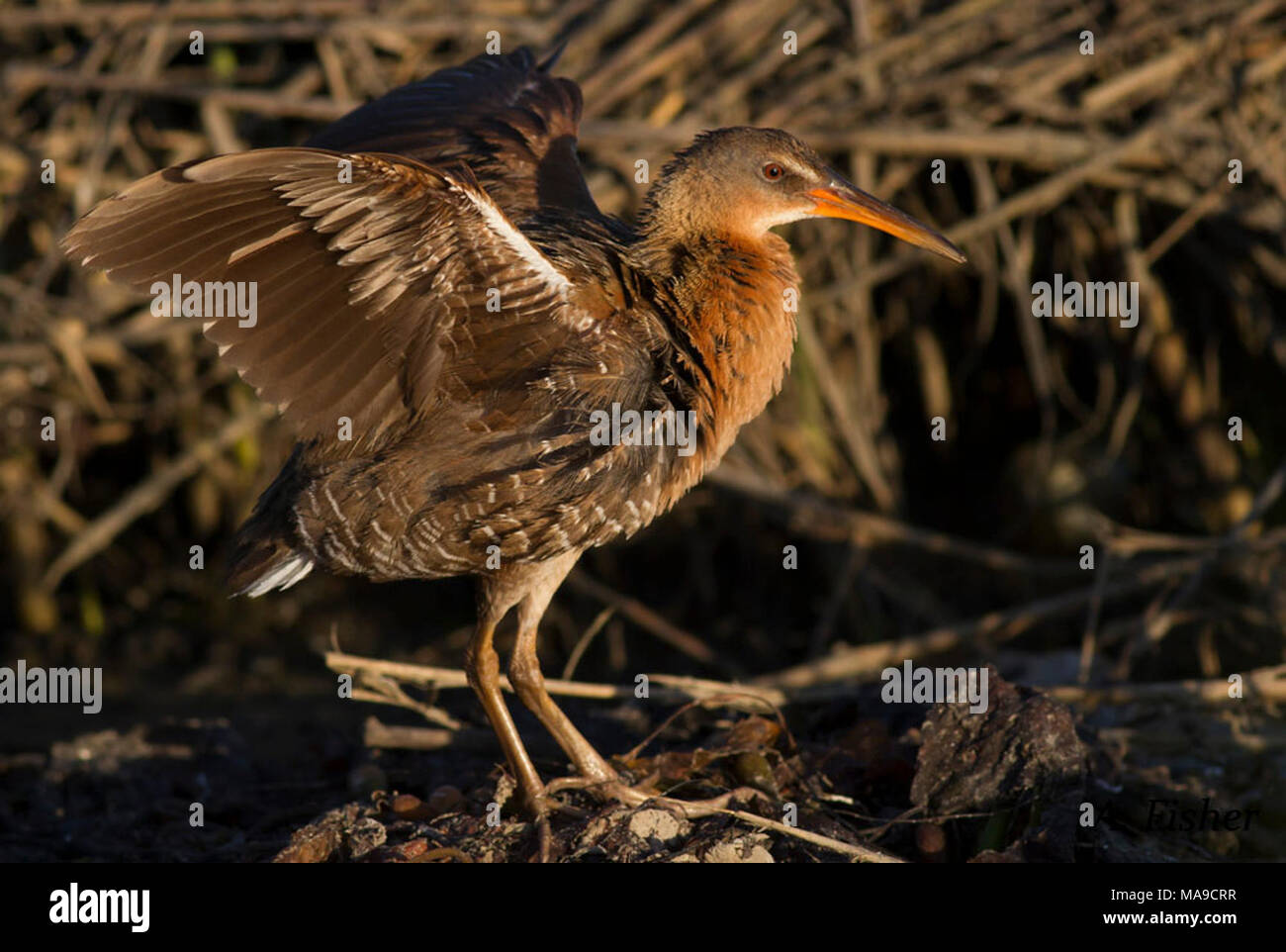 Light-footed clapper Rail Stock Photo - Alamy