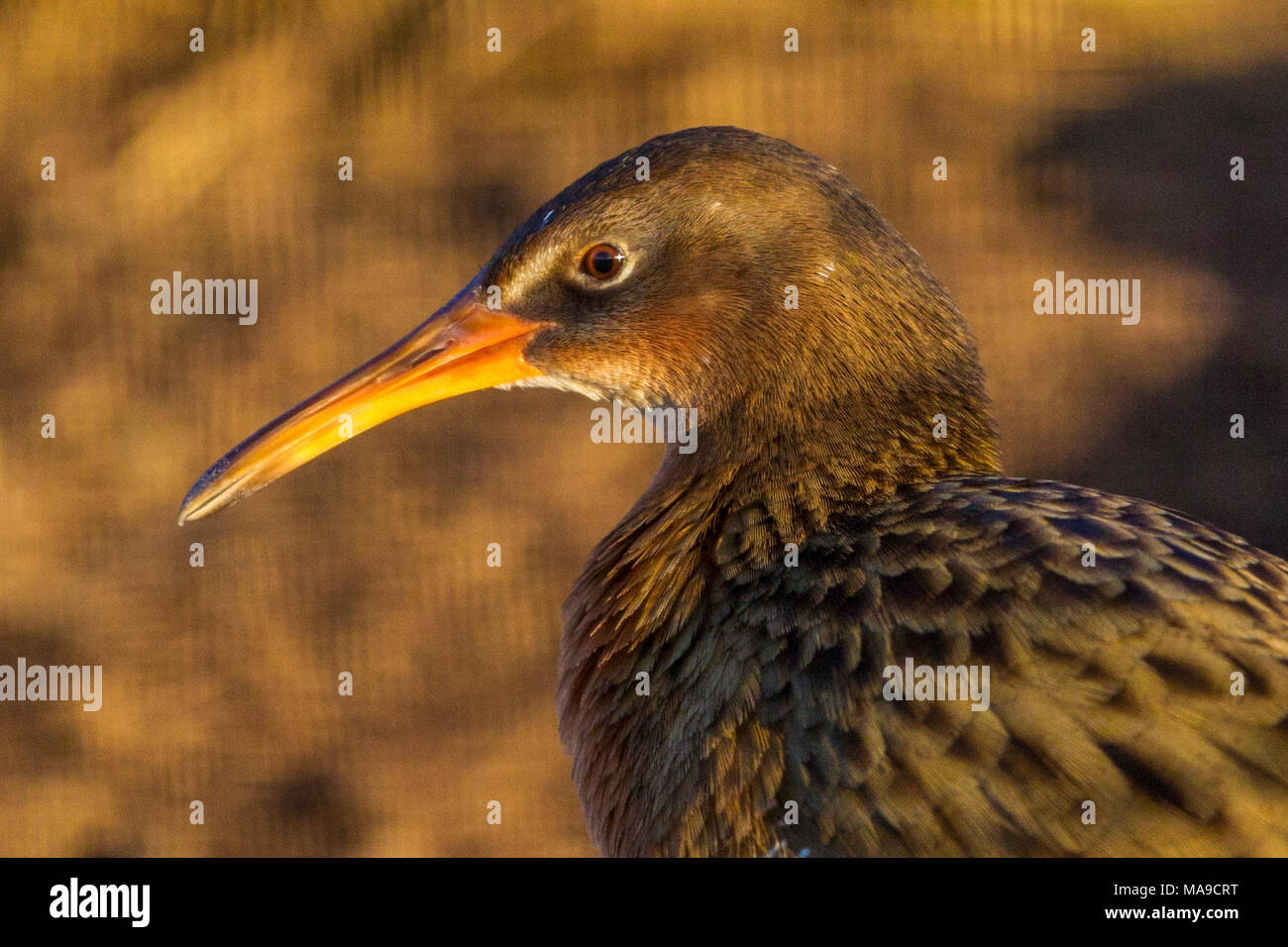 Light-footed clapper rail Stock Photo - Alamy